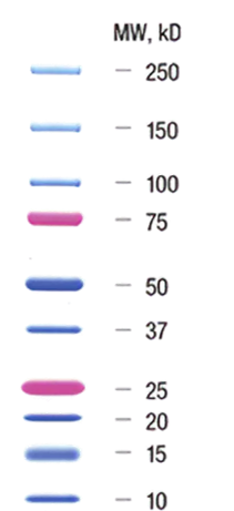 BIO-RAD Precision Plus Protein Dual Color Standards,...