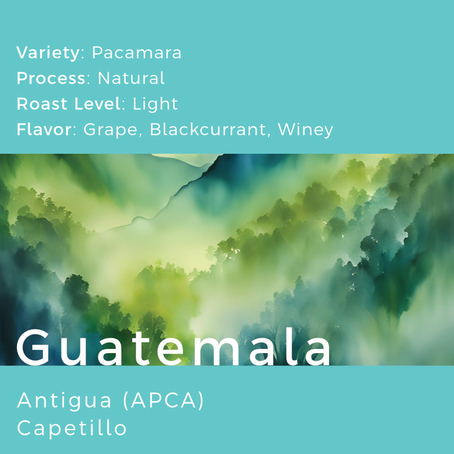 Guatemala Pacamara Natural