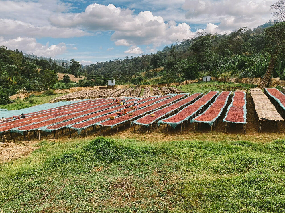 衣索比亞 希達馬 班莎 古蝶 Alo Village 日曬