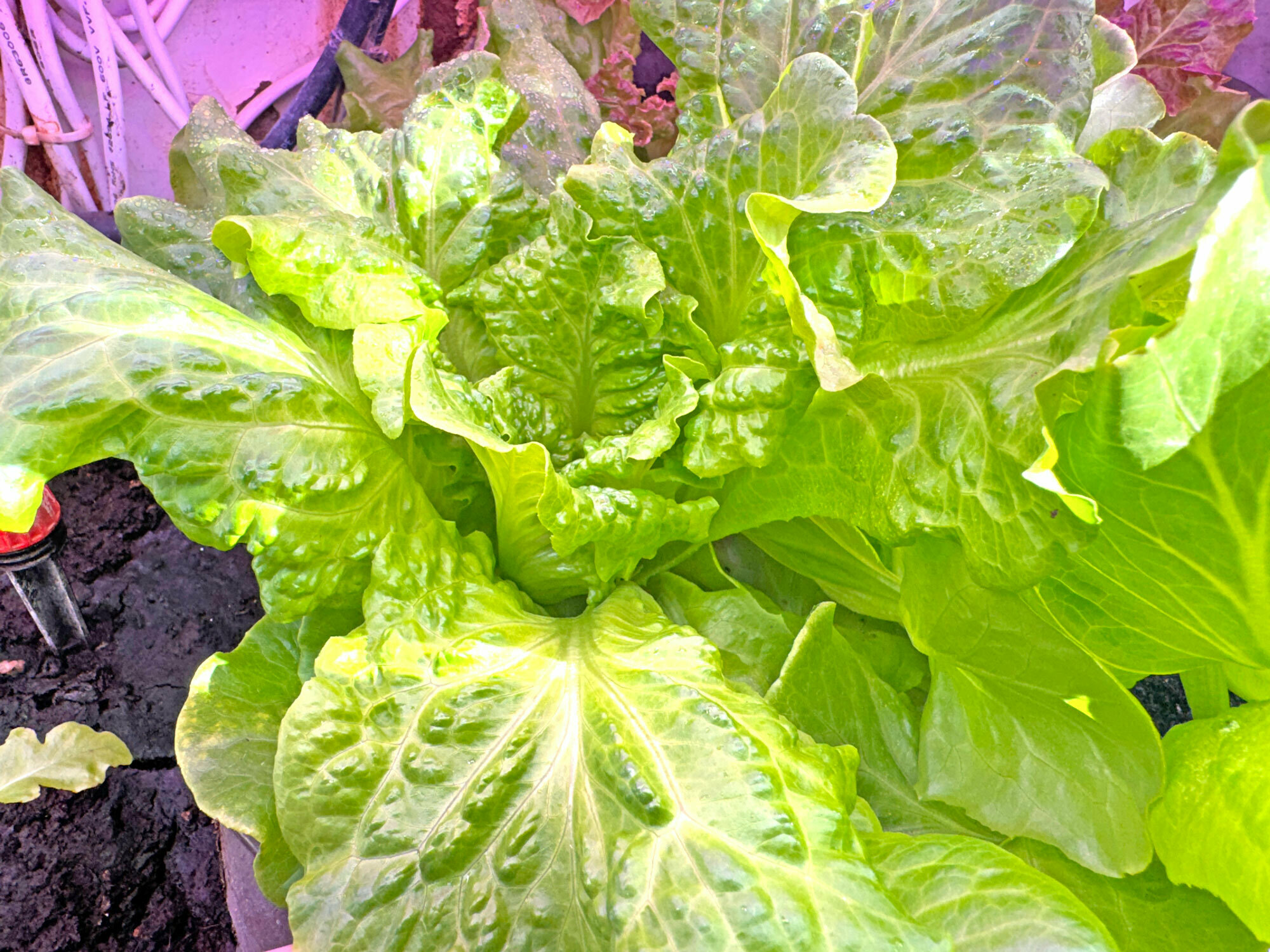 Taste Sweety - Innocuous Vegetables