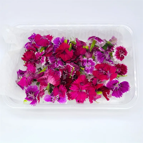 Local Decorative and Edible Flowers - Dianthus (石竹花)