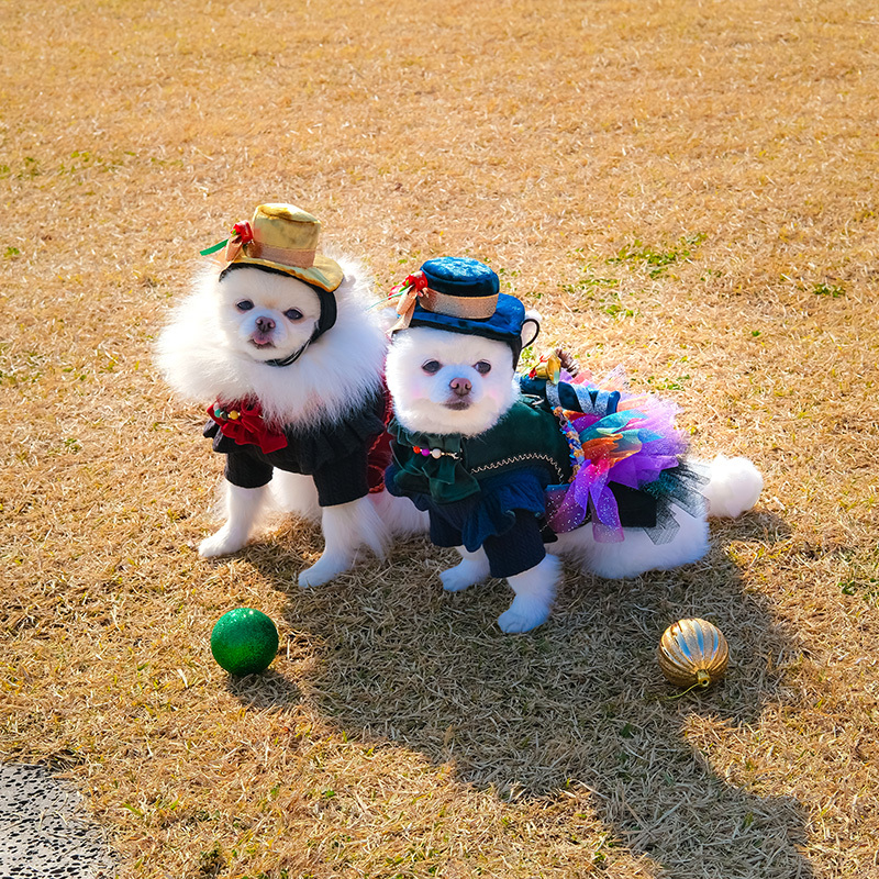 [Delivered from Korea]Bowler (Gold)