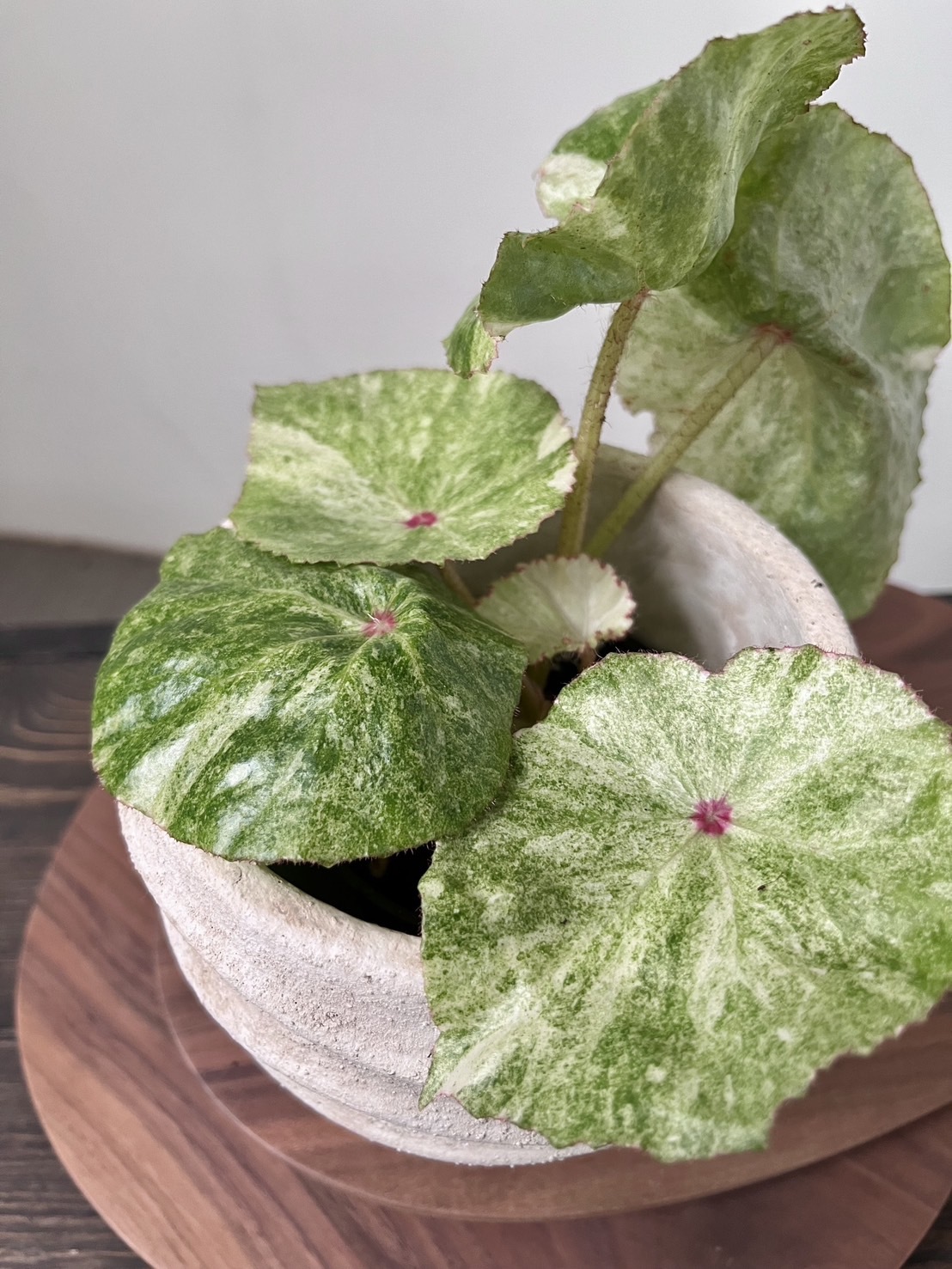 Begonia ’Rouge' variegated 斑葉胭脂秋海棠