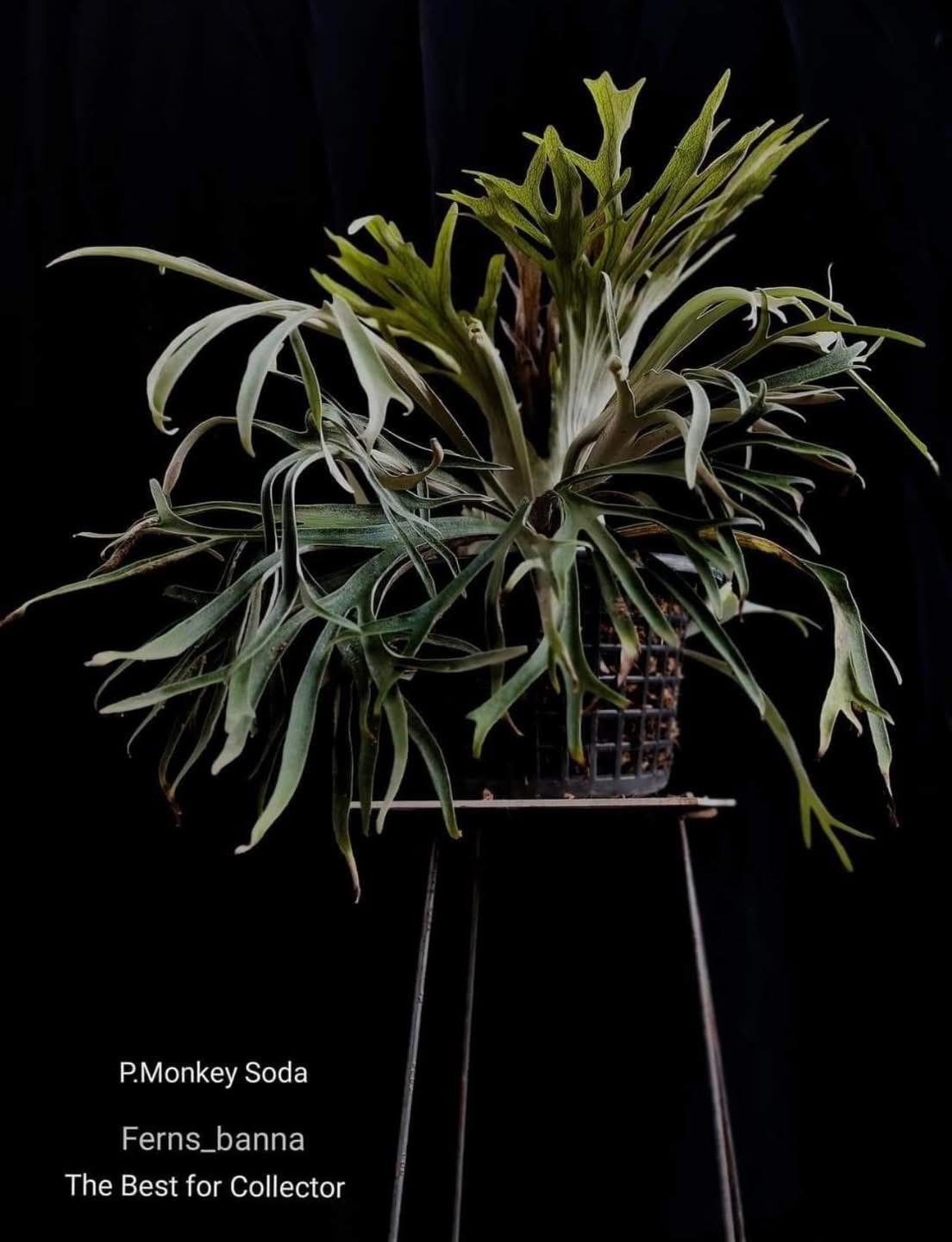 P.Monkey Soda (From Banna)