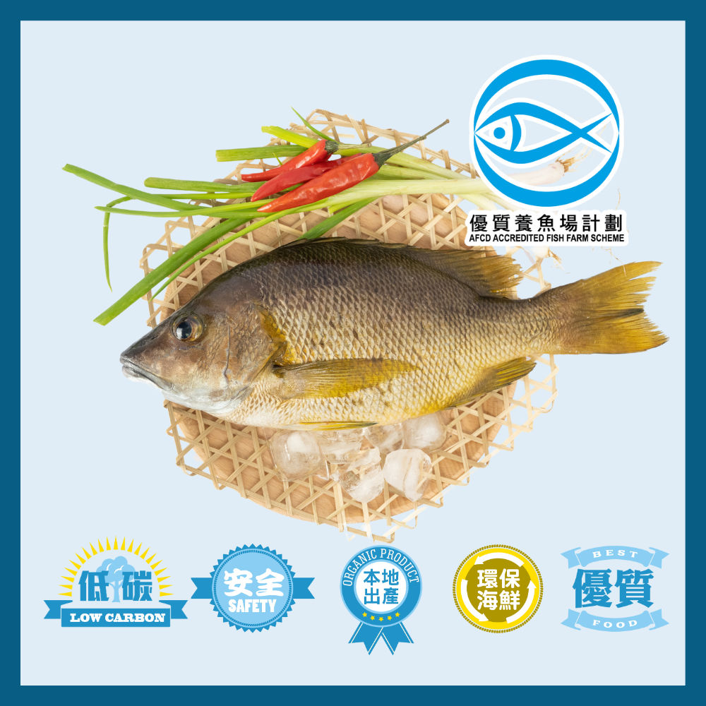 Local AFFS Star Snapper 1PC 300g