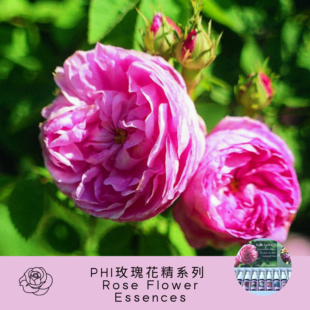 PHI 玫瑰花精套組