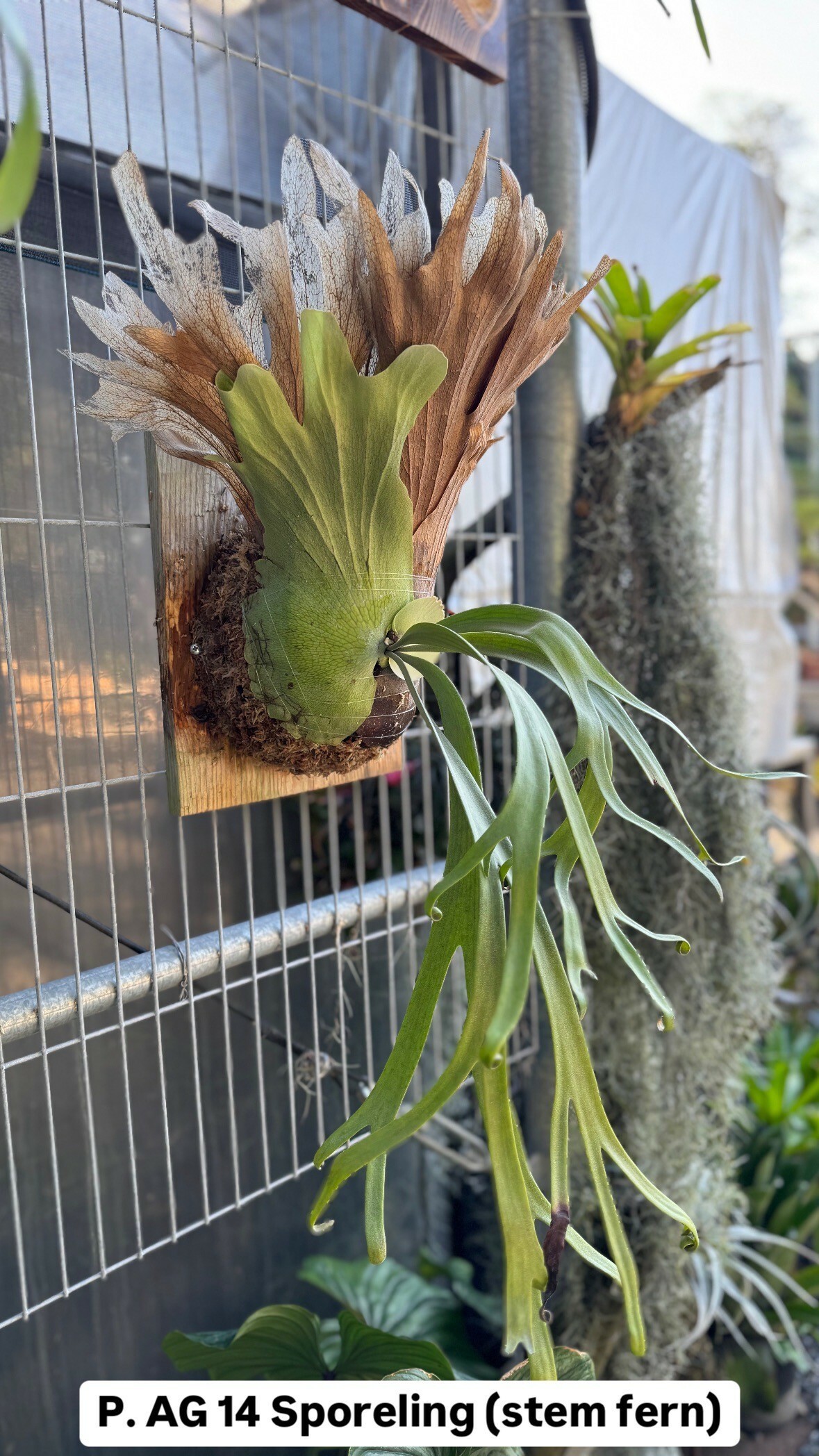 P. AG 14 Sporeling (Stem Fern)