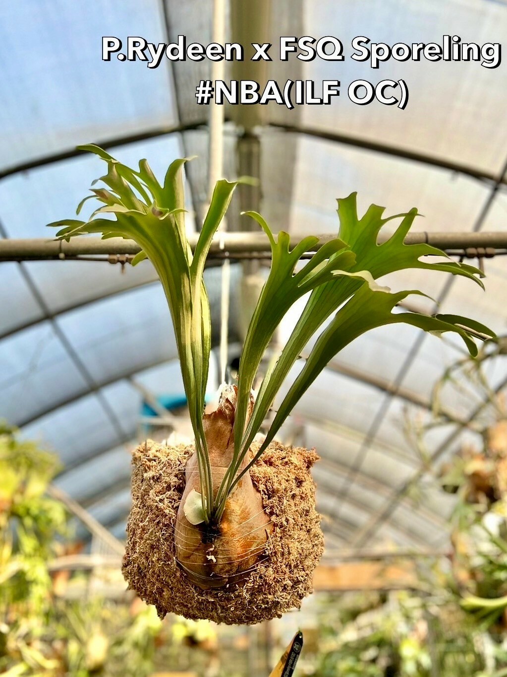 P. Rydeen x FSQ sporeling #NBA (ILF OC)