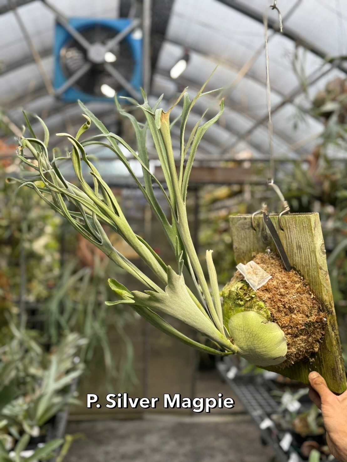 P. Silver Magpie 銀鵲