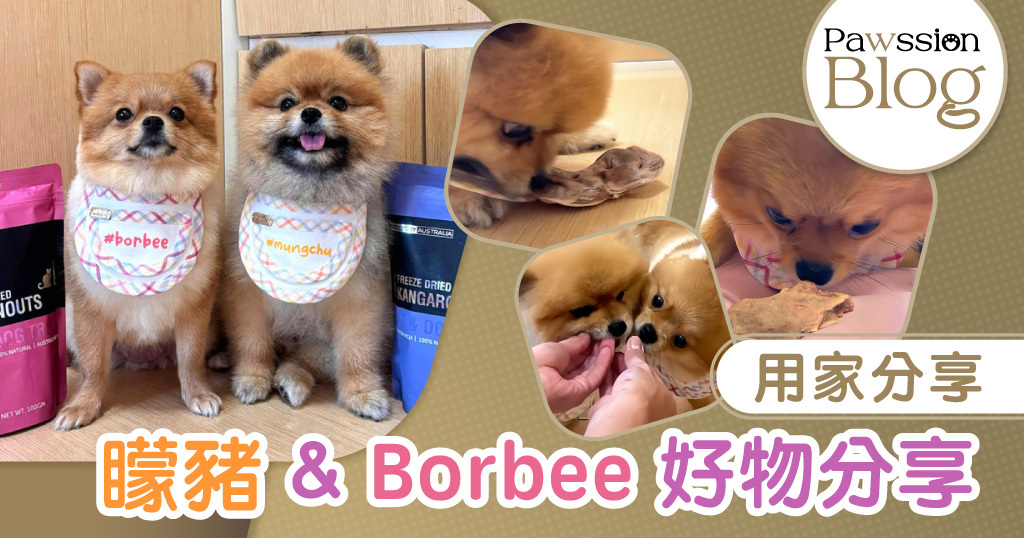 【主人分享】矇豬 & Borbee 好物分享