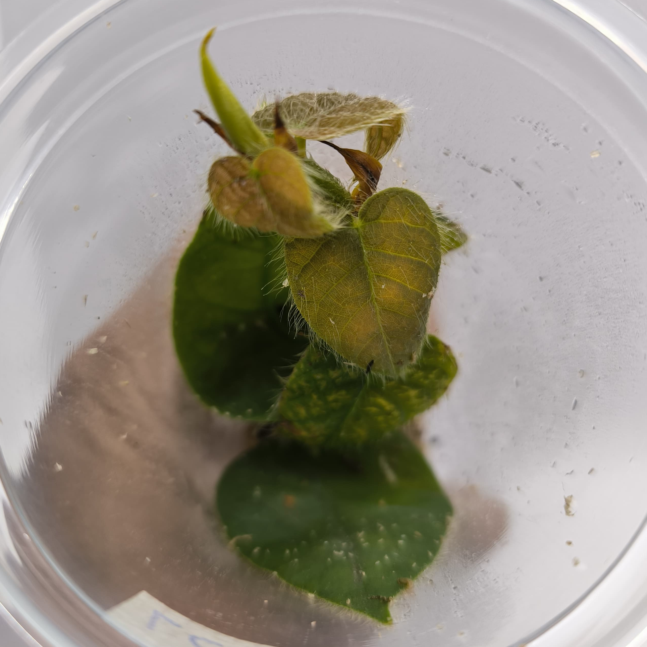 Ficus Villosa