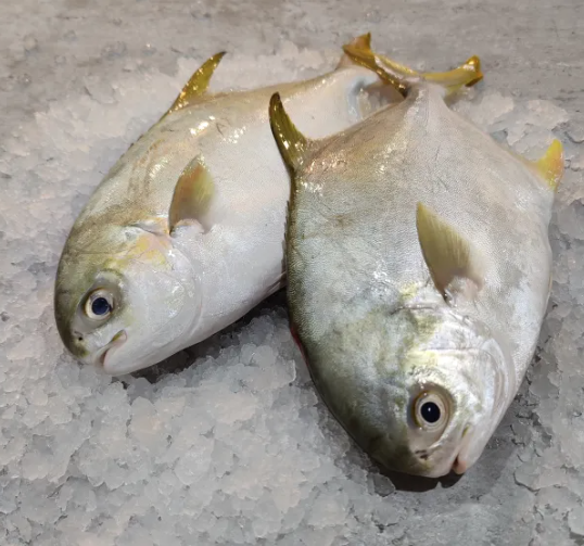 黃立䱽|銀鯧魚 (Yellow Pomfret) / 楊屋道街市海鮮檔 / 每條