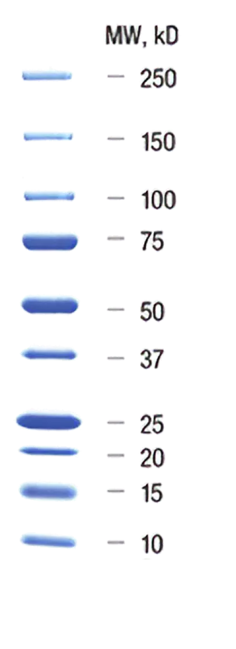 BIO-RAD Precision Plus Protein All Blue Standards, 蛋...