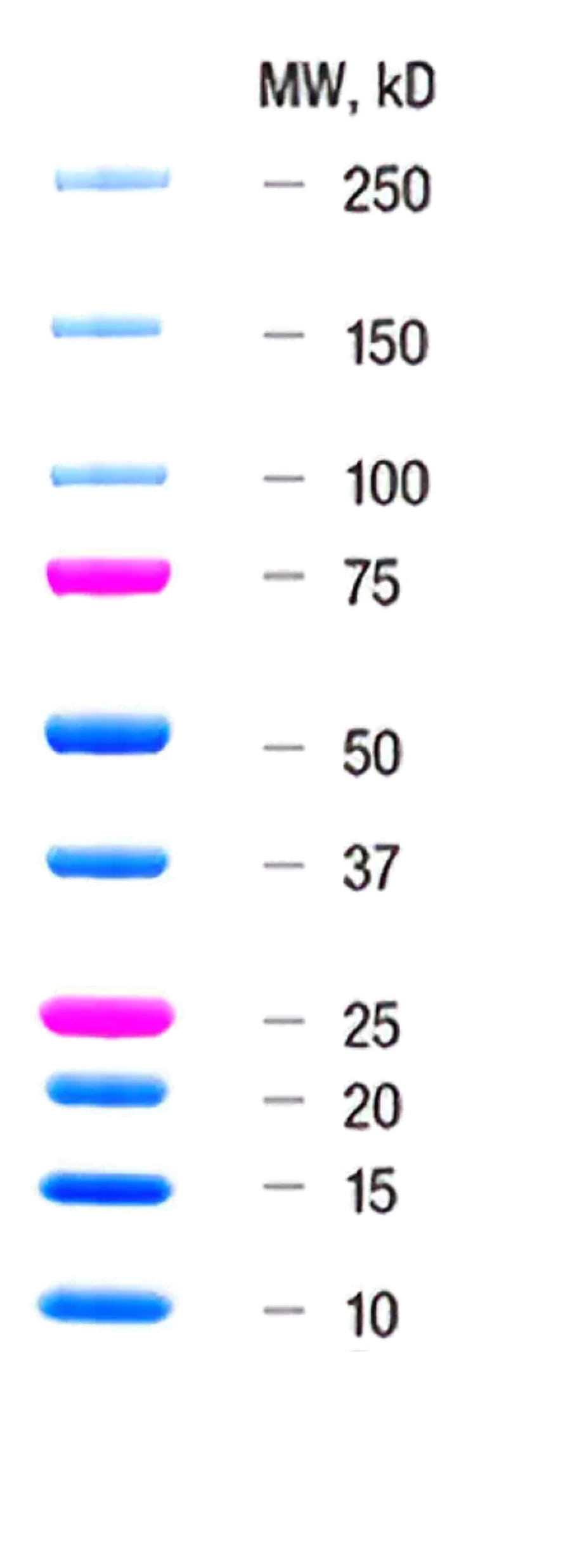 BIO-RAD Precision Plus Protein Dual Color Standards,...