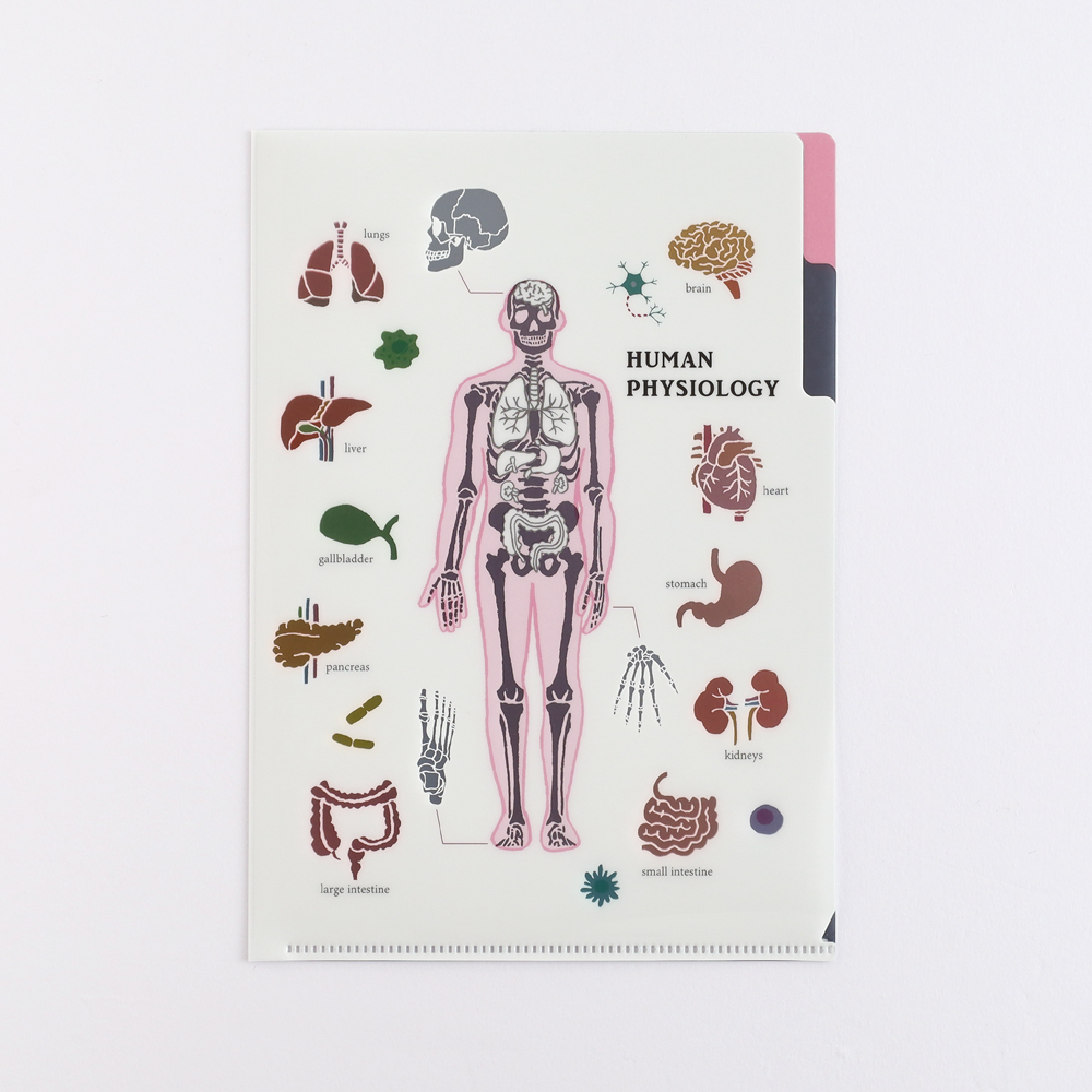 A5 雙層資料夾｜日本STUDY HOLIC