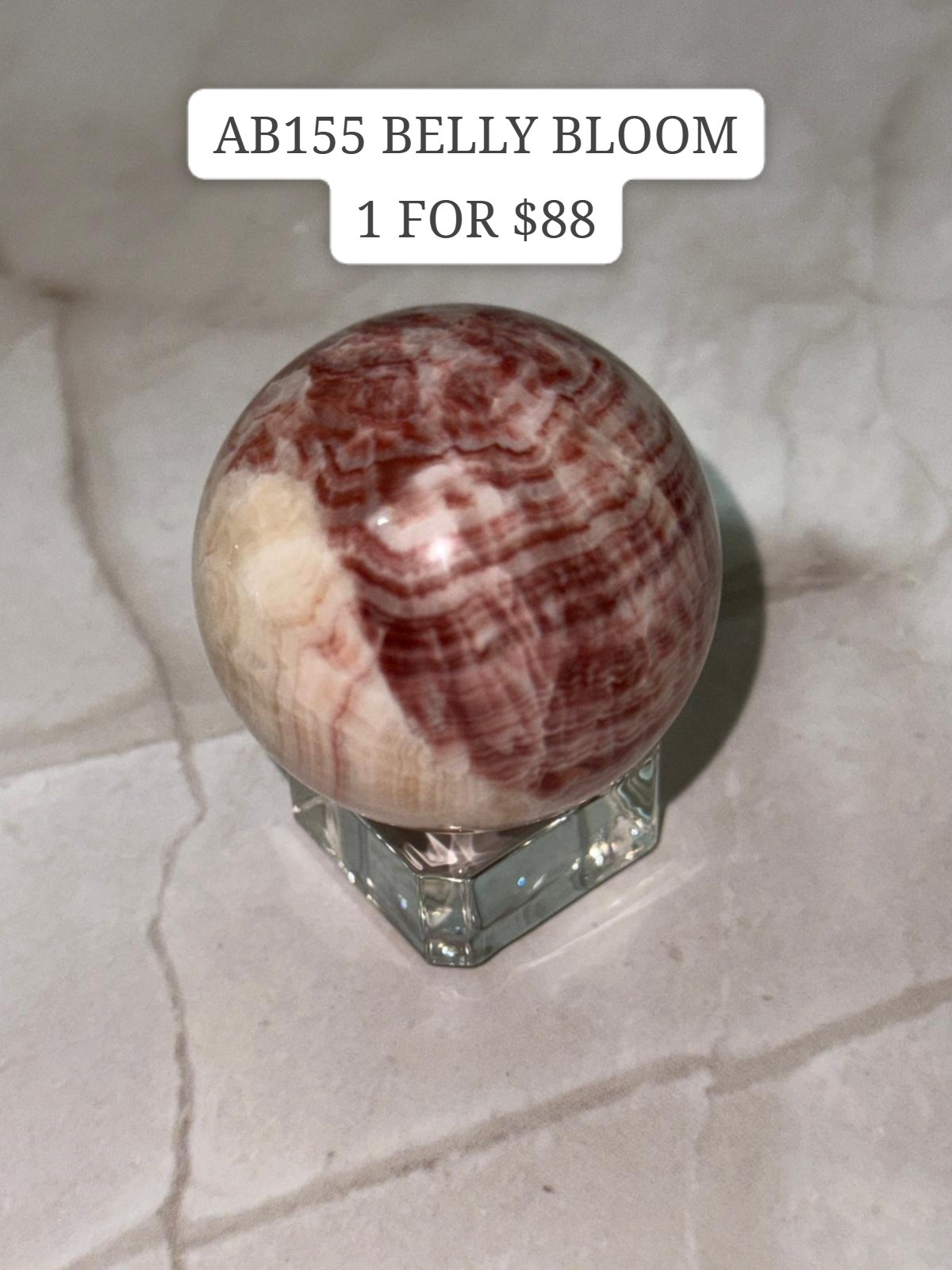 1 AB155 BELLY BLOOM (RYAN)