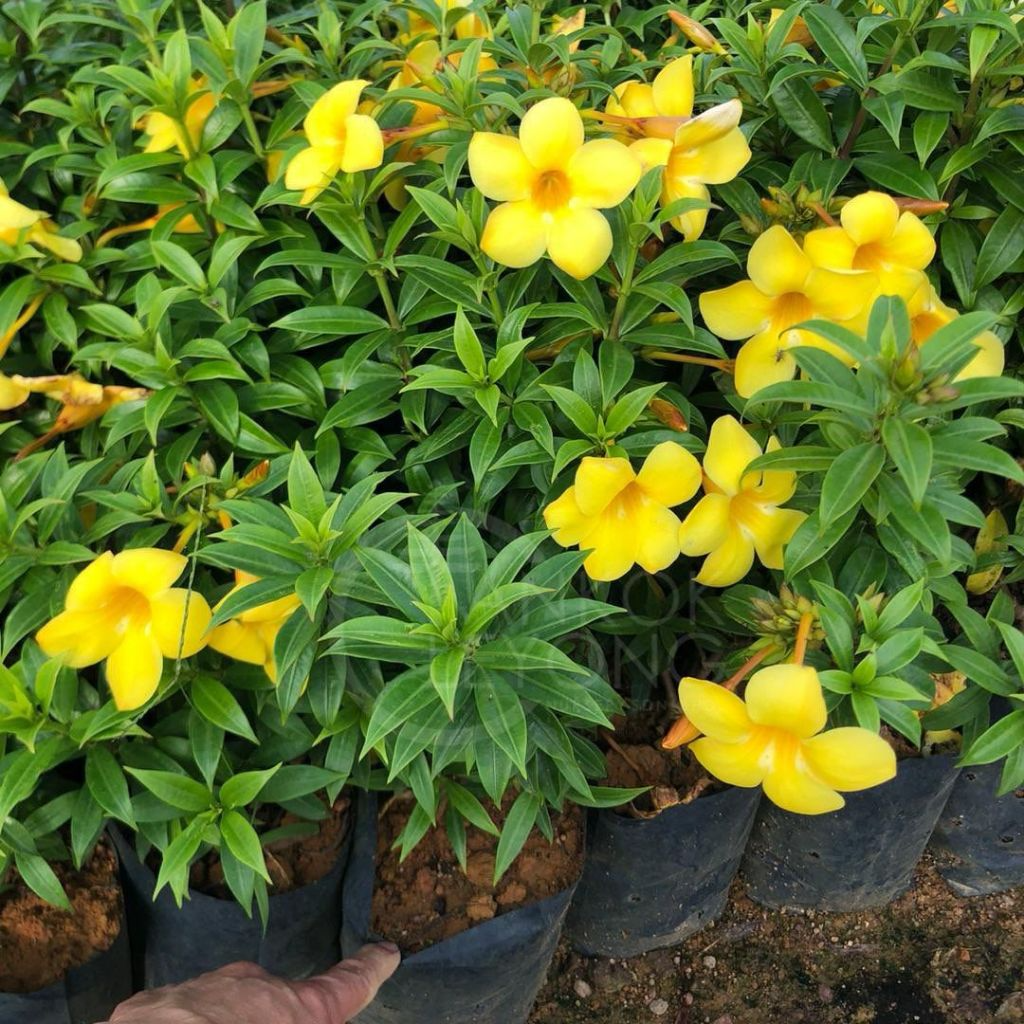 TKL - Allamanda Cathartica/Golden Trumpet Climber Shrub