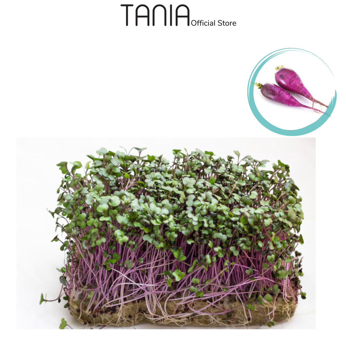 Tania Purple Sango Radish Microgreen Seeds