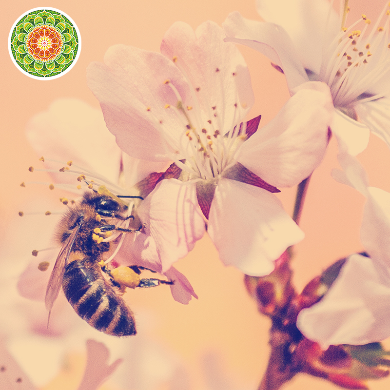 衣索比亞古吉 月間野櫻花 粉秋沙瓦 日曬