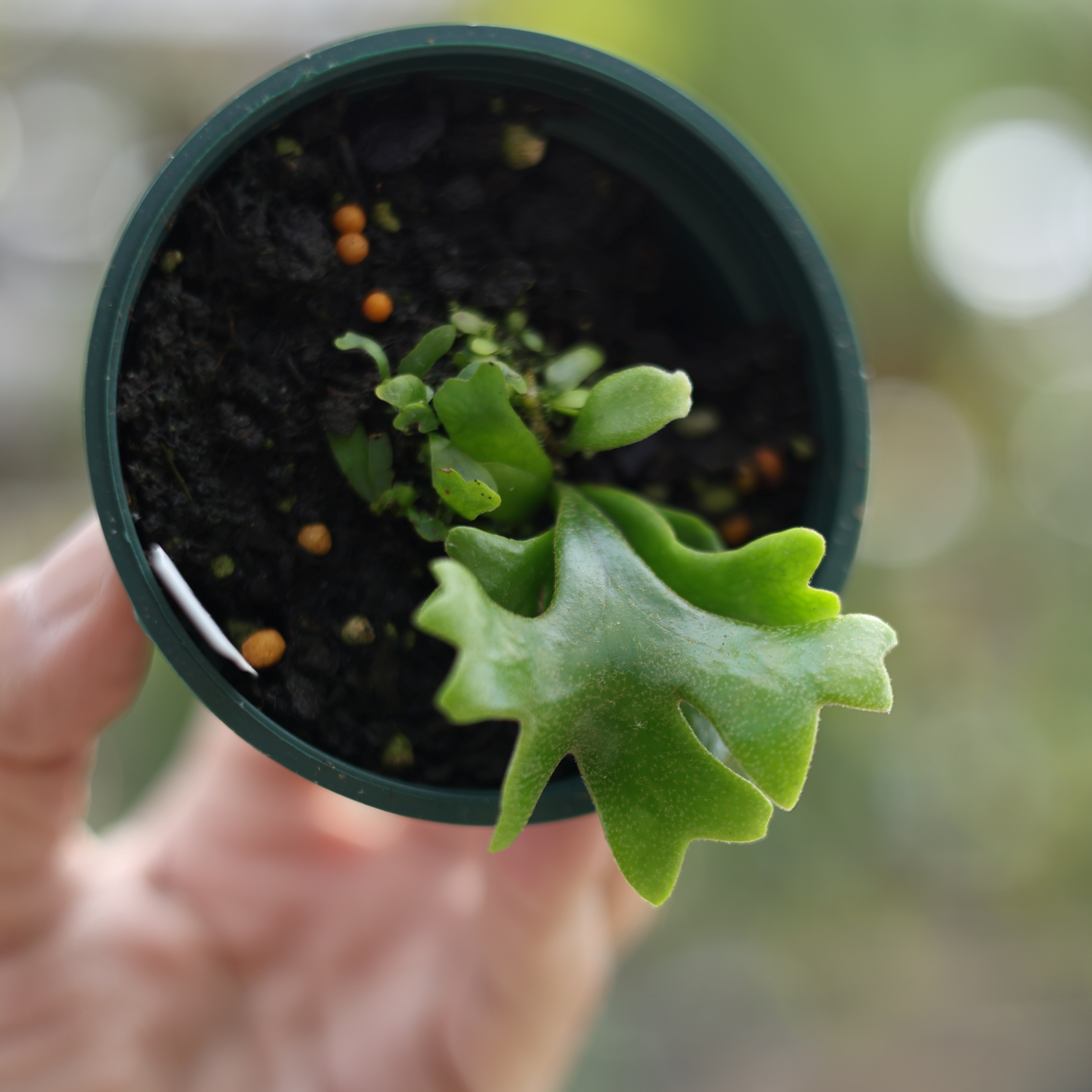 鹿角石葦 Pyrrosia longifolia 'Crestata'｜線條感十足的鹿角型蕨類上板植物